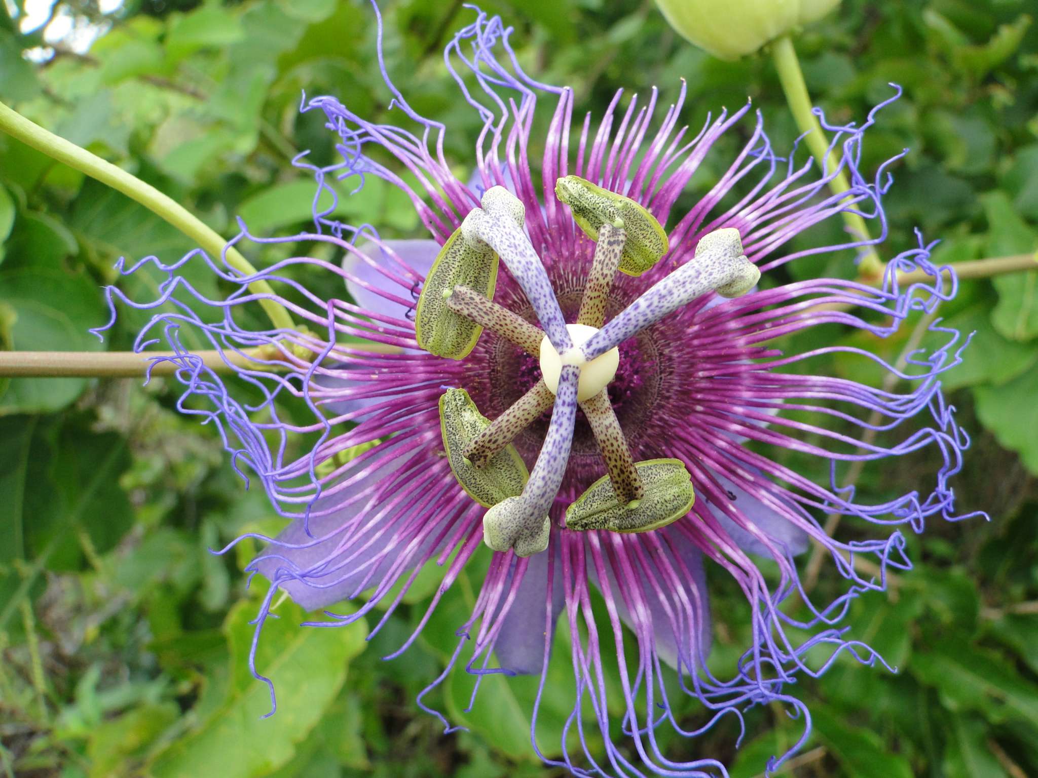 FLORA DO CEARÁ - Secretaria do Meio Ambiente