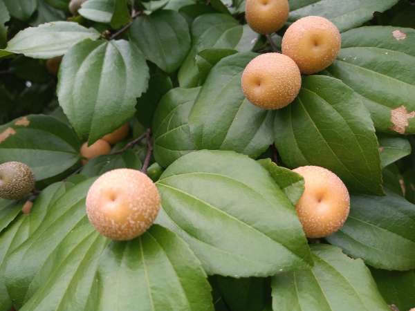 FLORA DO CEARÁ - Secretaria do Meio Ambiente