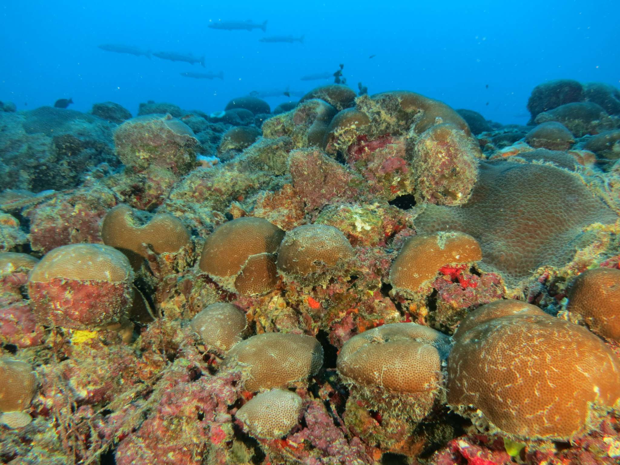 CNIDÁRIOS - Secretaria do Meio Ambiente