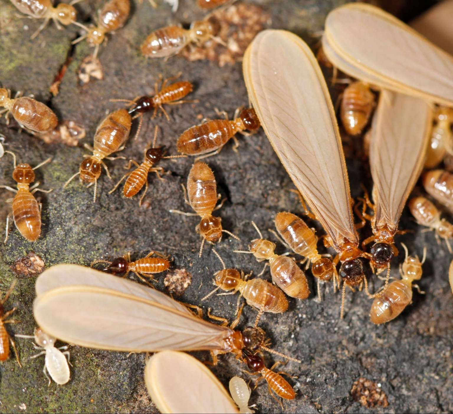 TÉRMITAS - Secretaria do Meio Ambiente