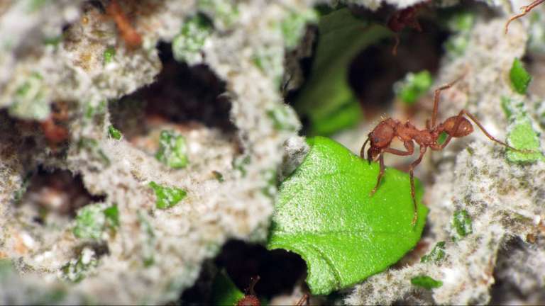 FORMIGAS - Secretaria do Meio Ambiente