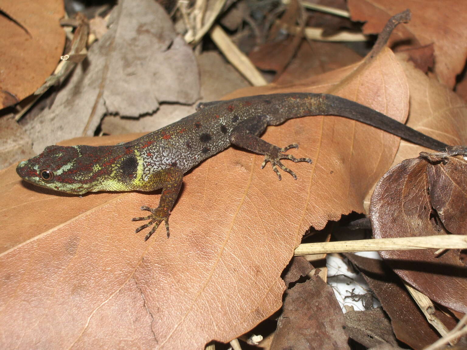 Lista Vermelha - ANFÍBIOS E RÉPTEIS - Secretaria do Meio Ambiente